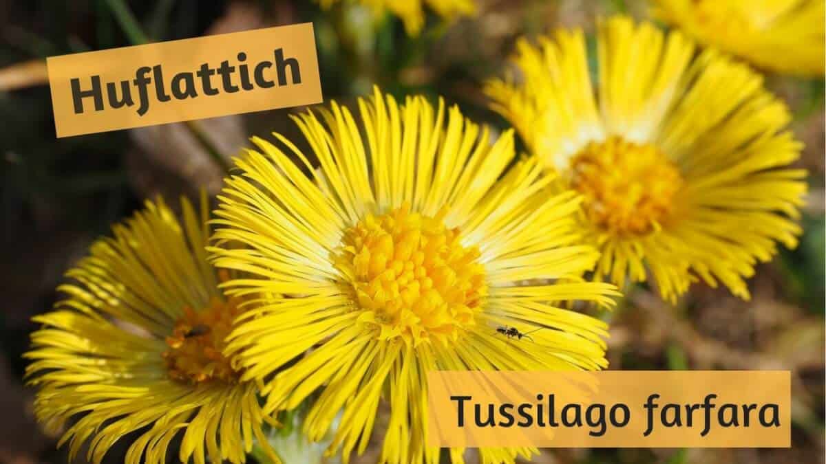 Huflattich
